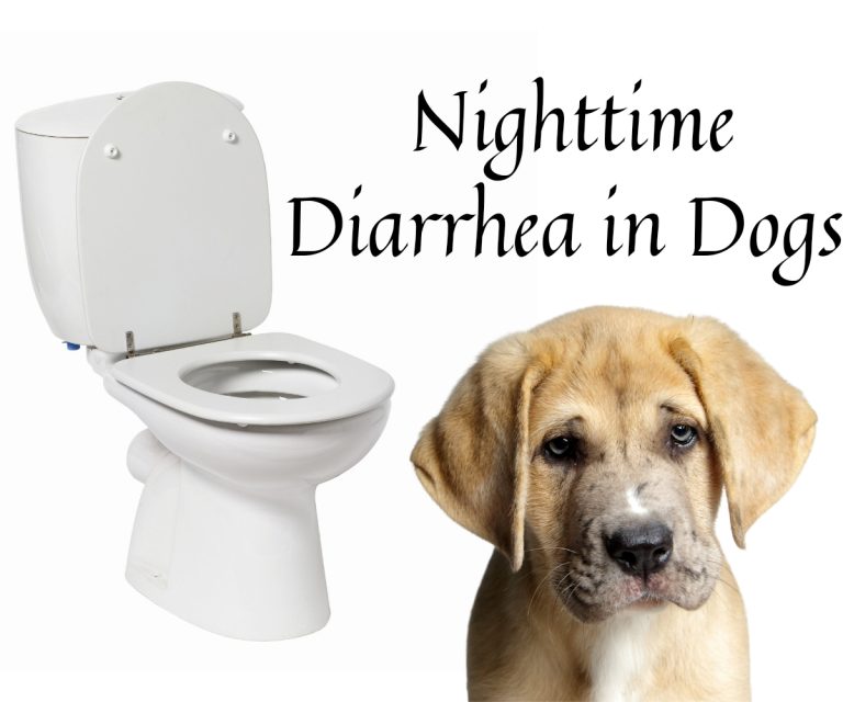 Help My Dog Has Diarrhea At Night Only help-my-dog-has-diarrhea-at-night-only