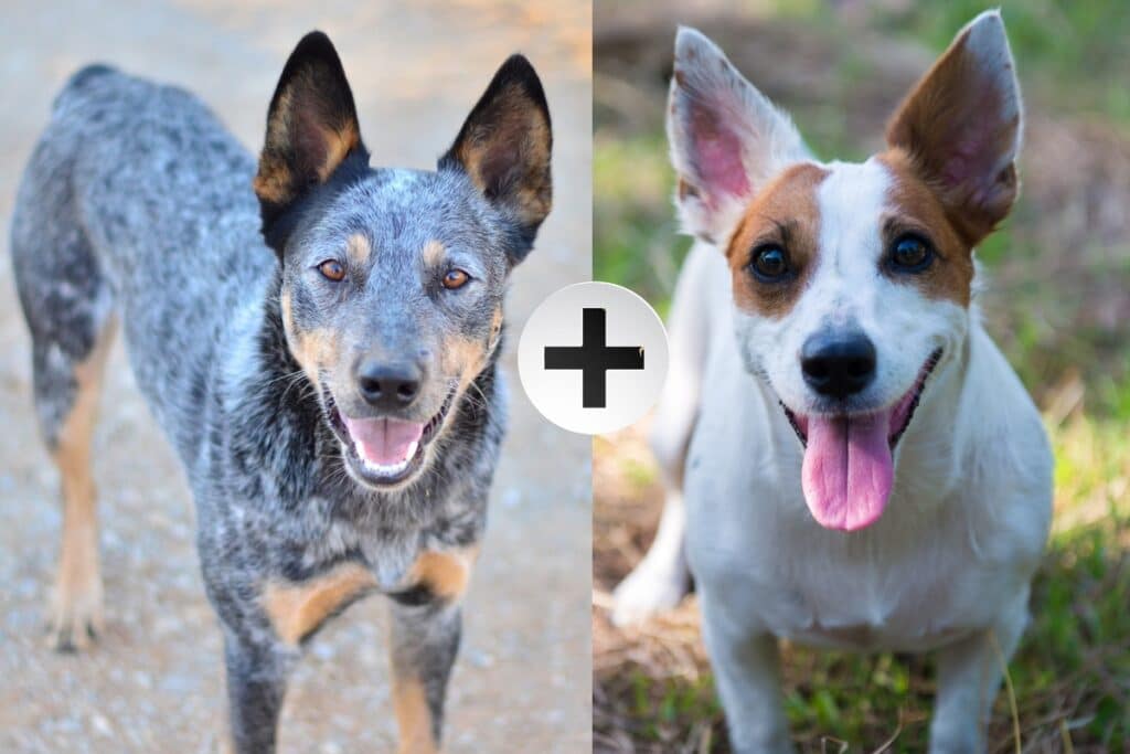 Blue Heeler Jack Russell Mix: A Complete Guide To The Cattlejack