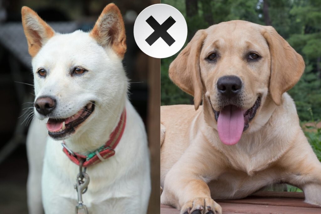 Jindo Lab Mix: The Ultimate Guide To This Impeccable Combination