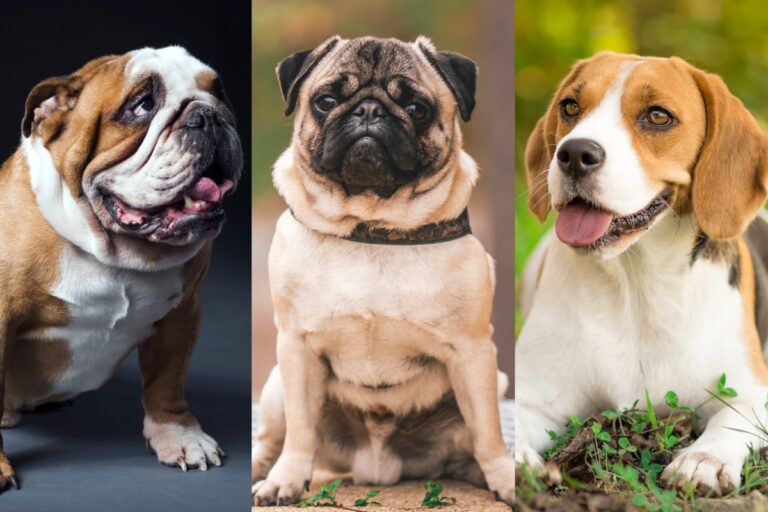 Bulldog Pug Beagle Mix: A Complete Guide To The Bull Puggle