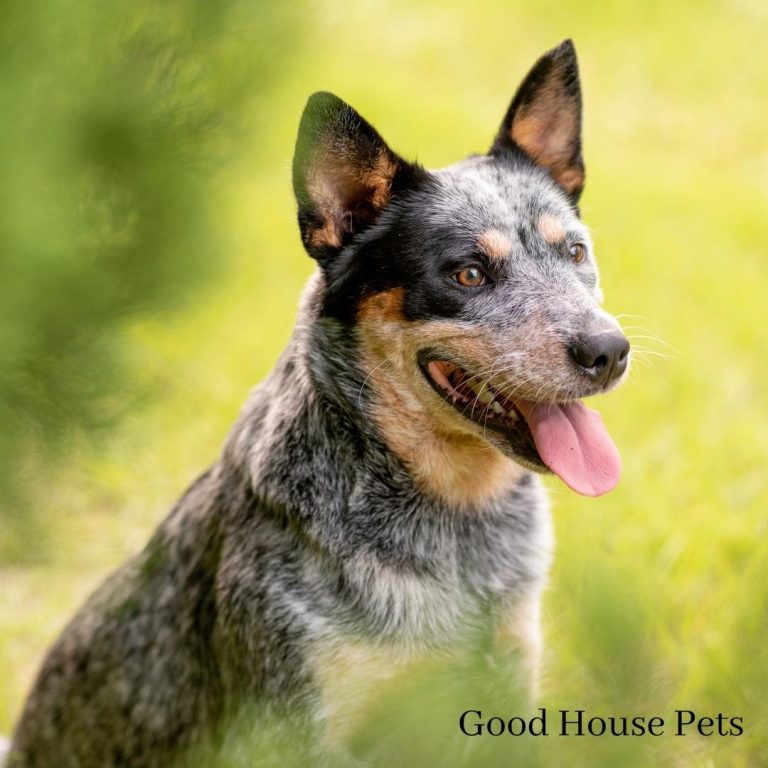 Blue Heeler Husky Mix: Everything You Need To Learn Here