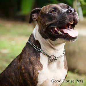 Pointer Pitbull Mix: A Guide About This Mixed Breed