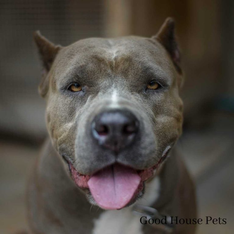 St. Bernard Pitbull Mix: Everything You Need To Know