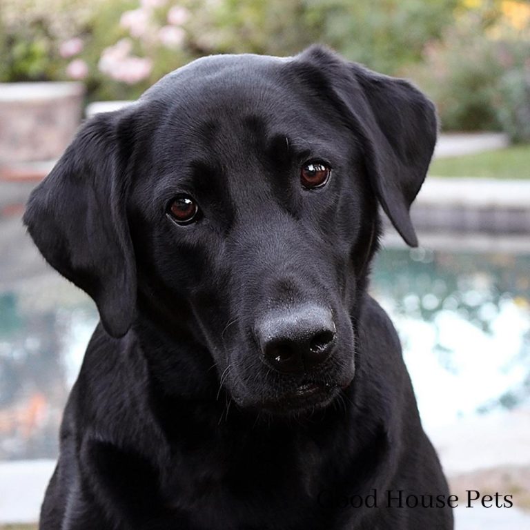 Pitbull Labrador Mix: All You Need To Know