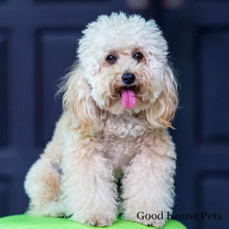 Blue Heeler Poodle Mix: Find Out More About The Cattle Doodle