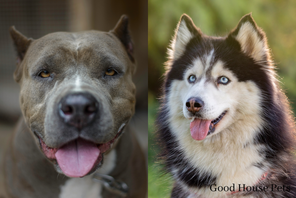 Pitbull Husky Mix: Everything You Need To Know