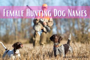 200 Popular Female Hunting Dog Names
