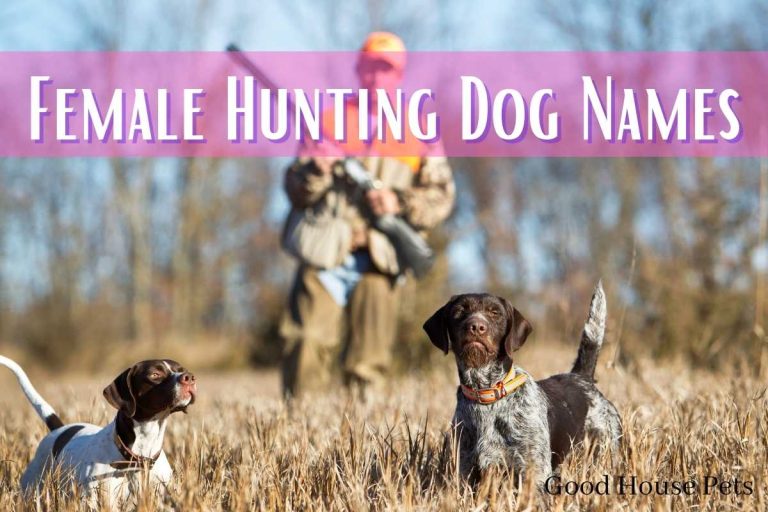 200 Popular Female Hunting Dog Names