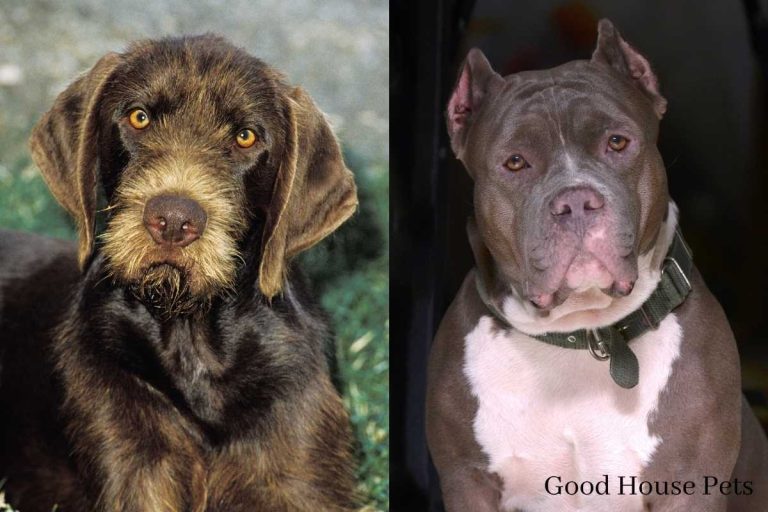 Pointer Pitbull Mix: A Guide About This Mixed Breed