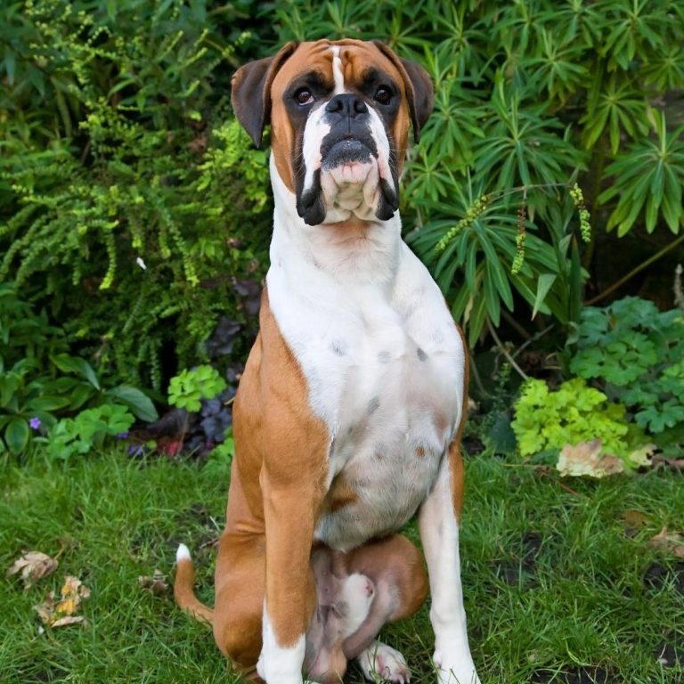 180 Dog Names That Start With H