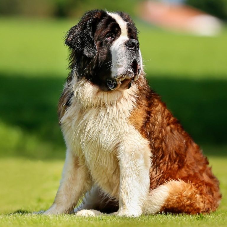 150 Dog Names That Start With S