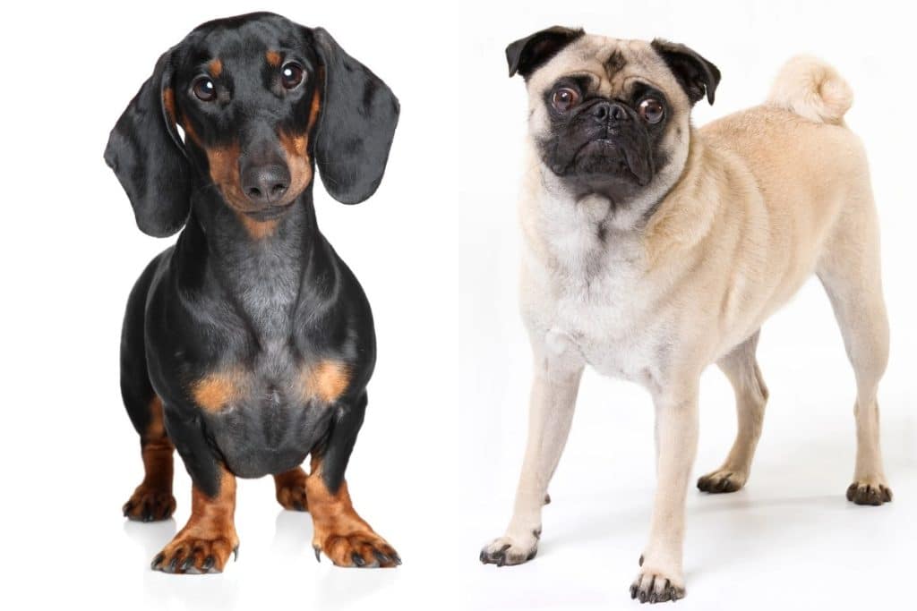 Dachshund Pug Mix: Is The Pugshund Right For You?