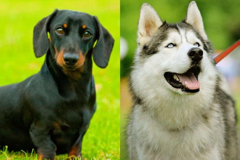 Dachshund Husky Mix: Breed Info, Temperament And Care