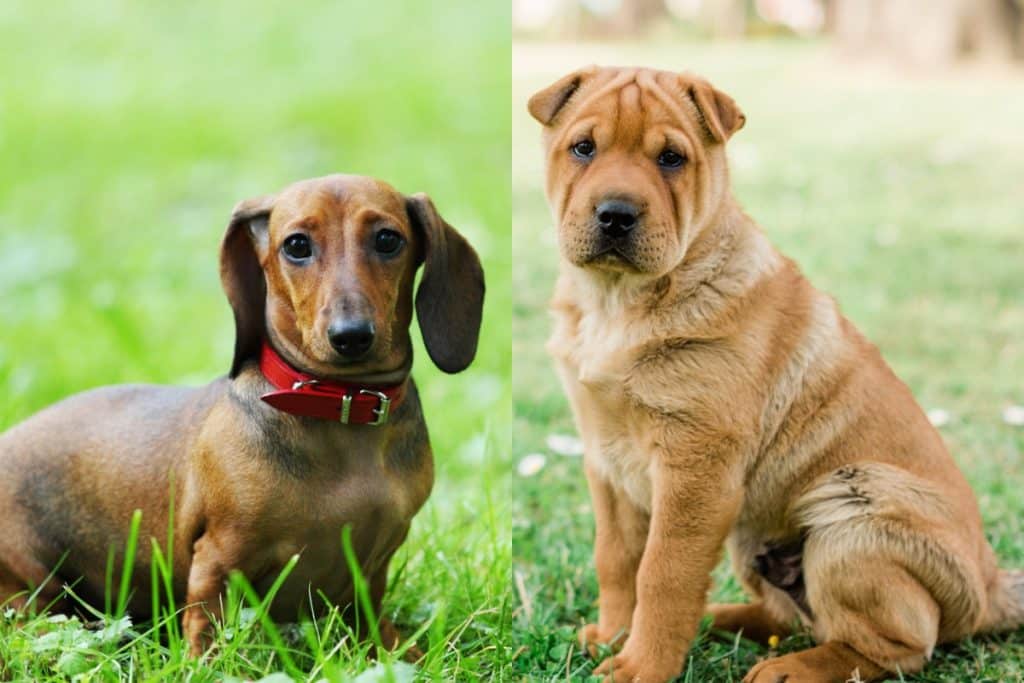Dachshund Shar Pei Mix: All About This Unique Designer Dog