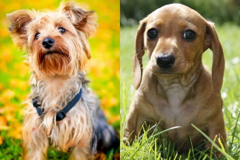 Yorkie Dachshund Mix: A Small, Cute And Doting Friend