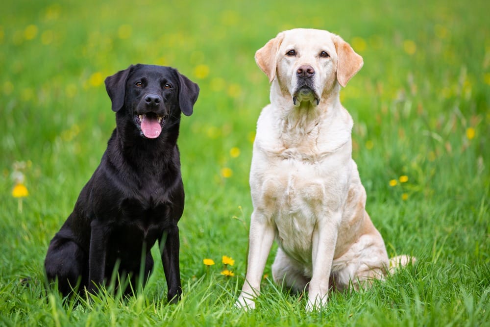 What Is The Difference Between Working And Show Labradors