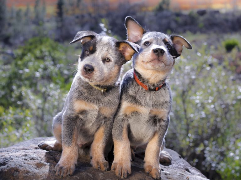 How Big Do Blue Heelers Get?