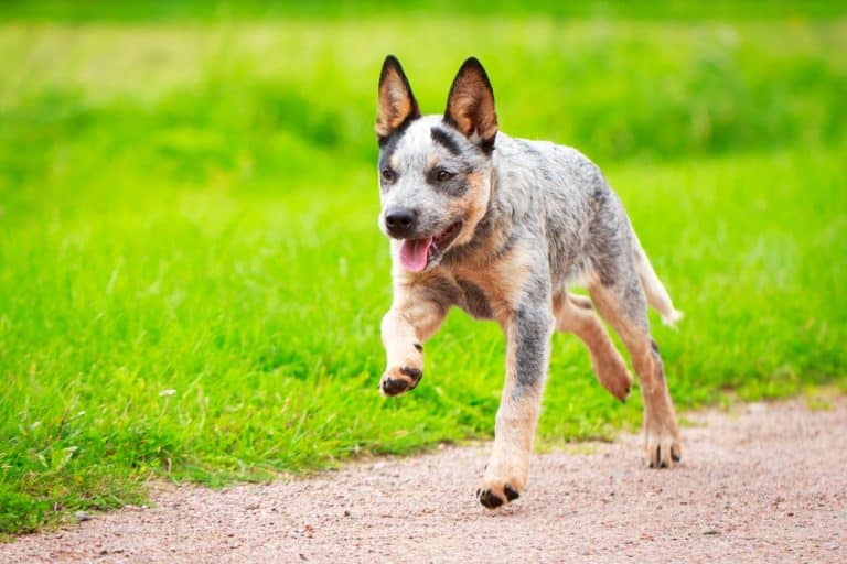7 Fascinating Blue Heeler Facts