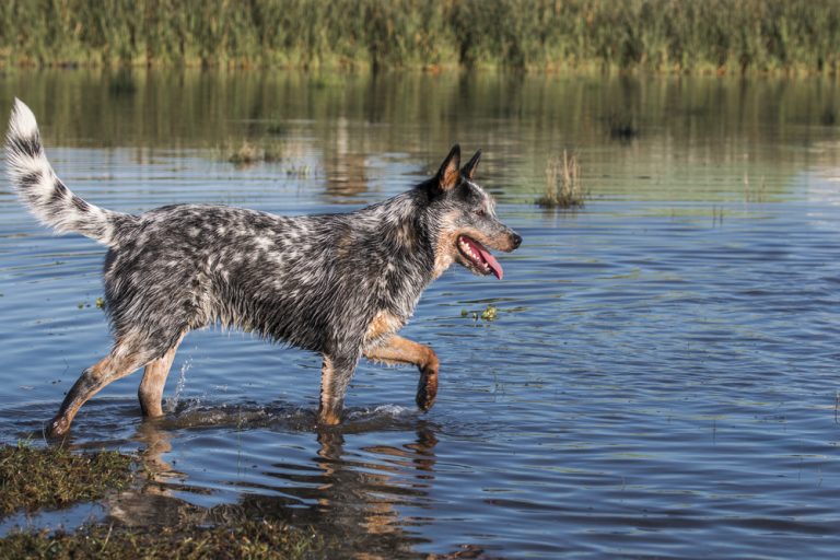 Mini Blue Heeler Vs. Standard Heeler: How Different Are They?
