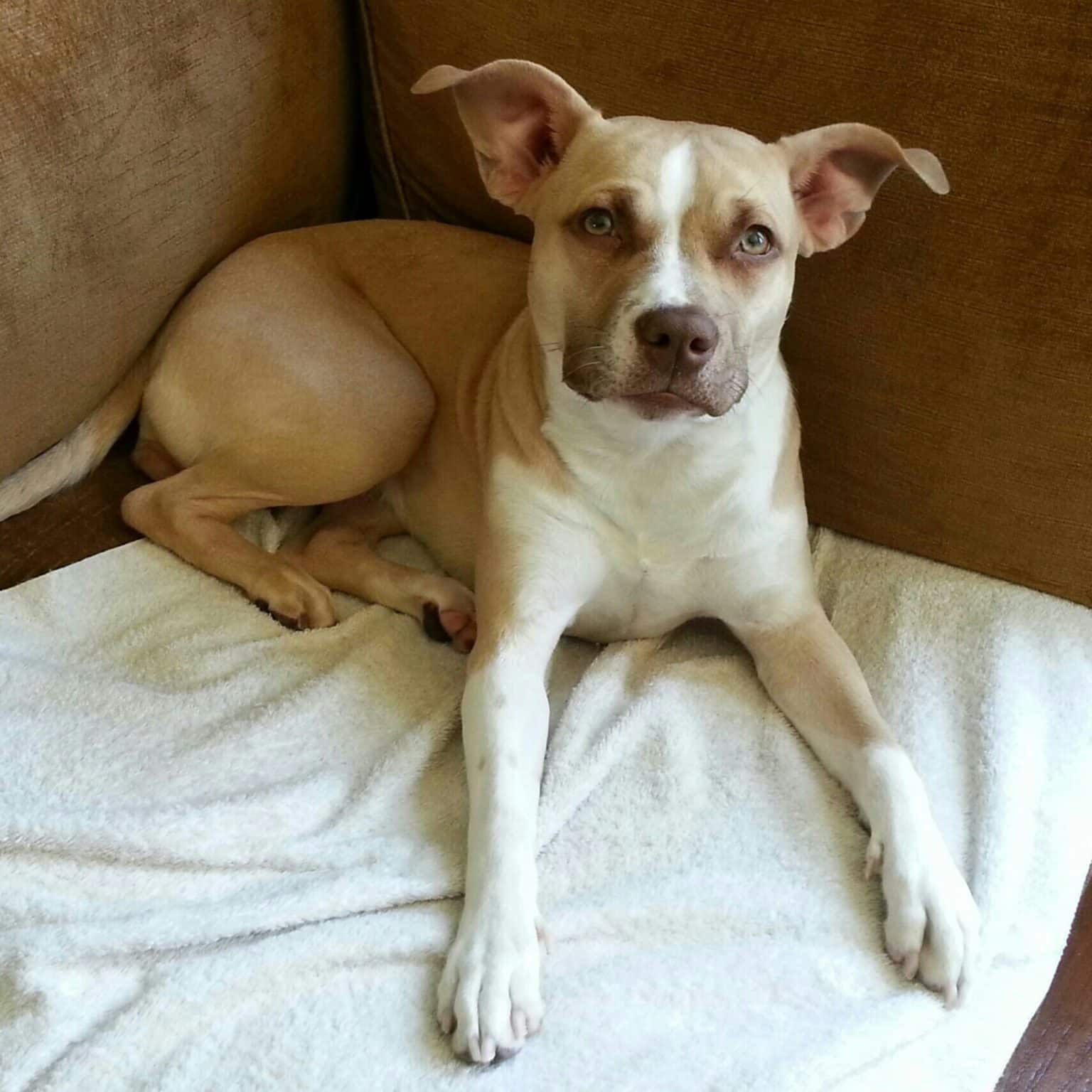 Your Practical Guide To The Pitbull Husky Mix