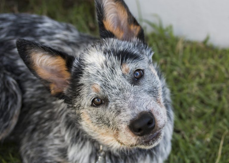 Mini Blue Heeler Vs. Standard Heeler: How Different Are They?