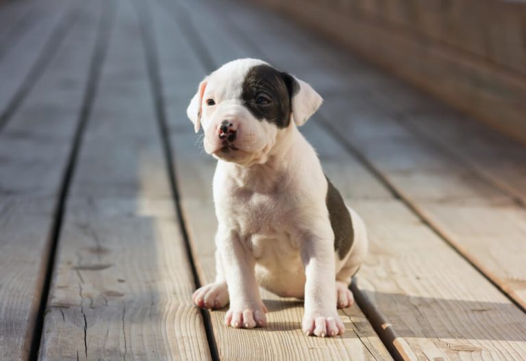 All You Need To Know About The Beagle Pitbull Mix Puppy