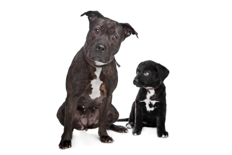 Here’s What You Need To Know About The Pitbull Great Dane Mix Puppy